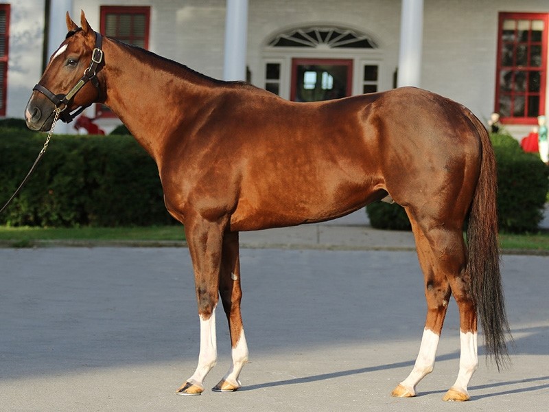 Calumet Farm